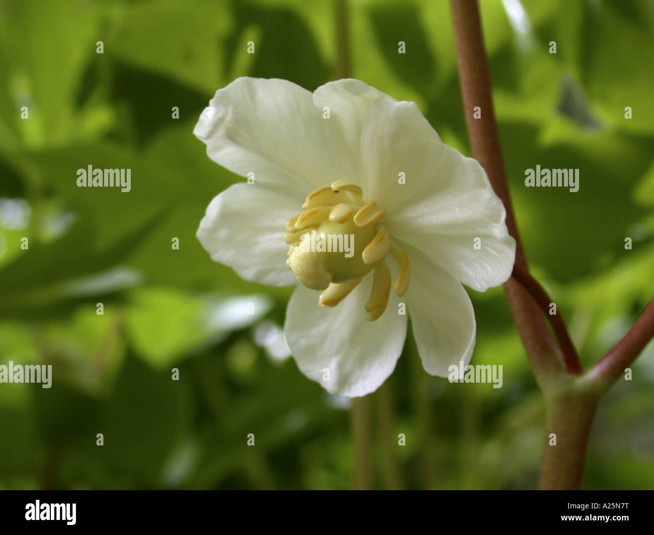 Mandrake flower hi-res stock photography and images - Alamy