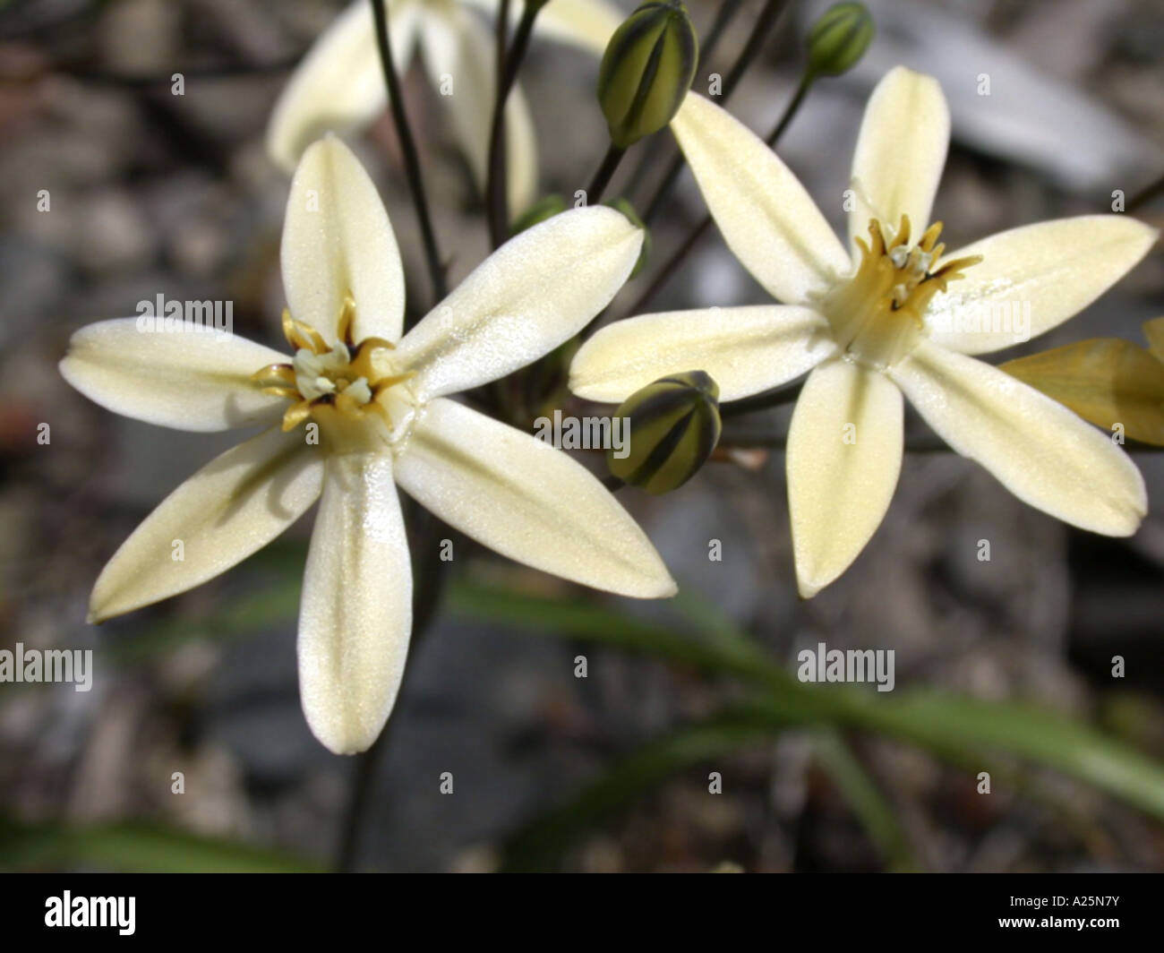 Golden brodiaea hi-res stock photography and images - Alamy