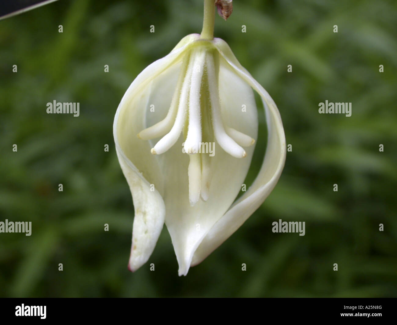 Adam's needle, weak-leaf Yucca (Yucca filamentosa), longitudinal ...