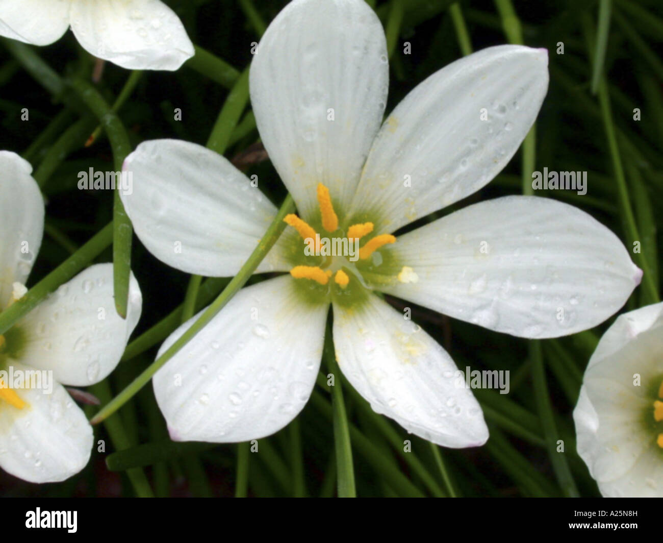 Autumn Zephirlily, White Rain Lily, Rainflower (Zephyranthes candida ...