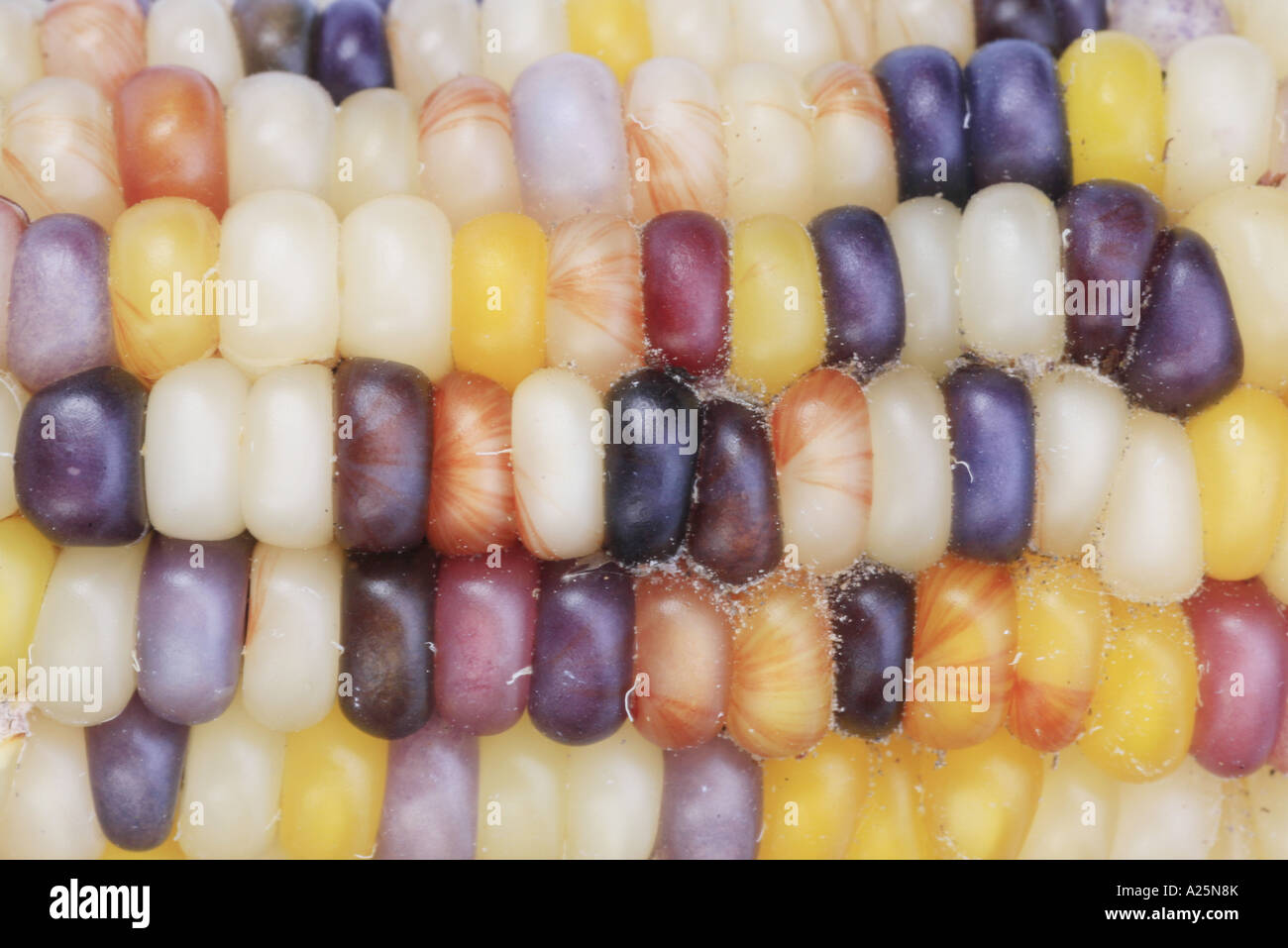 Ornamental Maize, Indian corn, maize (Zea mays), with coloured grains ...
