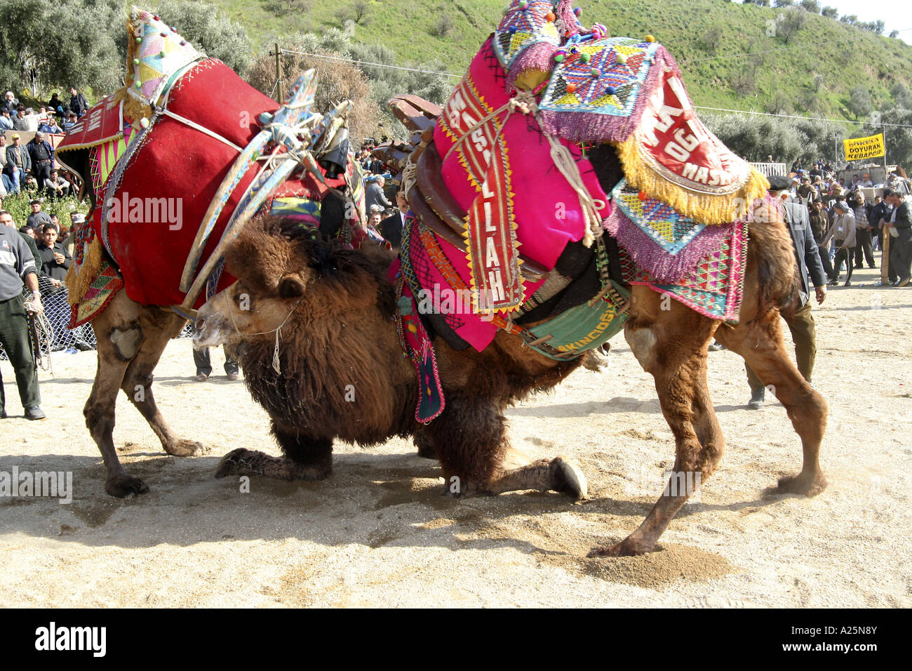 dromedary, one-humped camel (Camelus dromedarius), two magnificent decorated fight camels ...