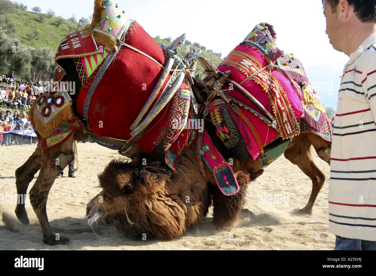 Two magnificent decorated fight camels hi-res stock photography and images - Alamy