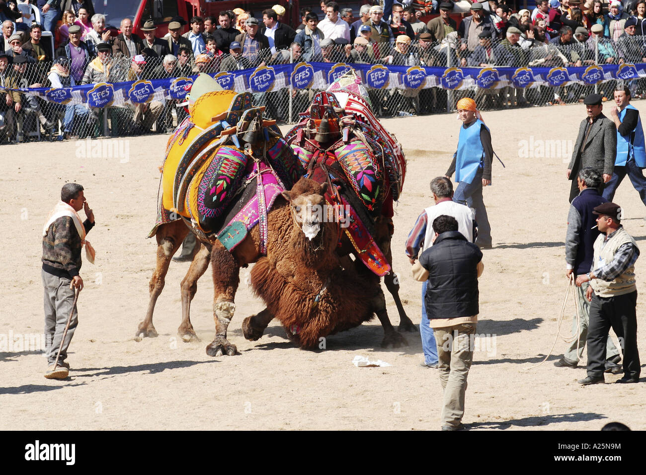 dromedary, one-humped camel (Camelus dromedarius), two magnificent decorated fight camels ...