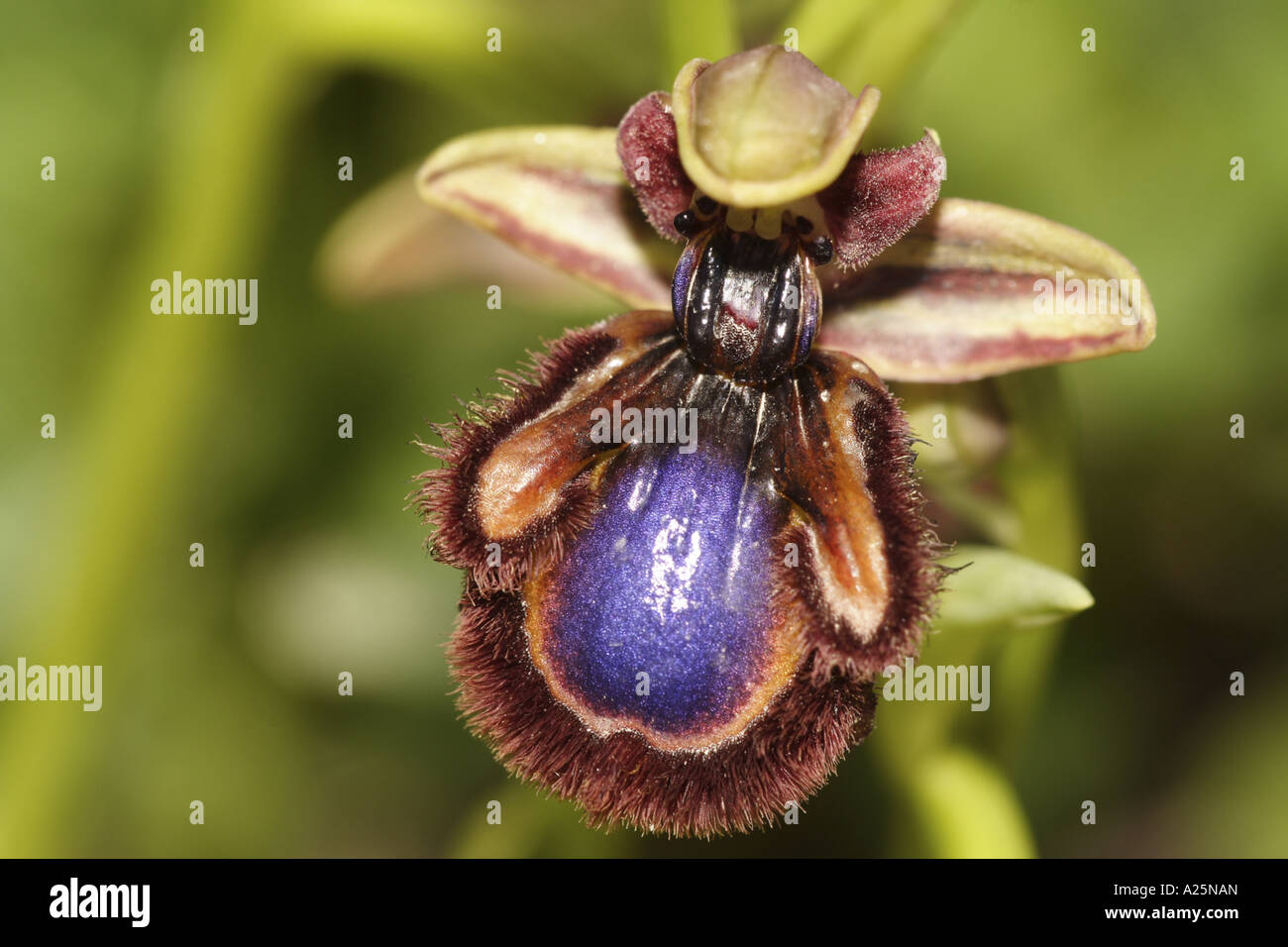 Ophrys vernixia hi-res stock photography and images - Alamy