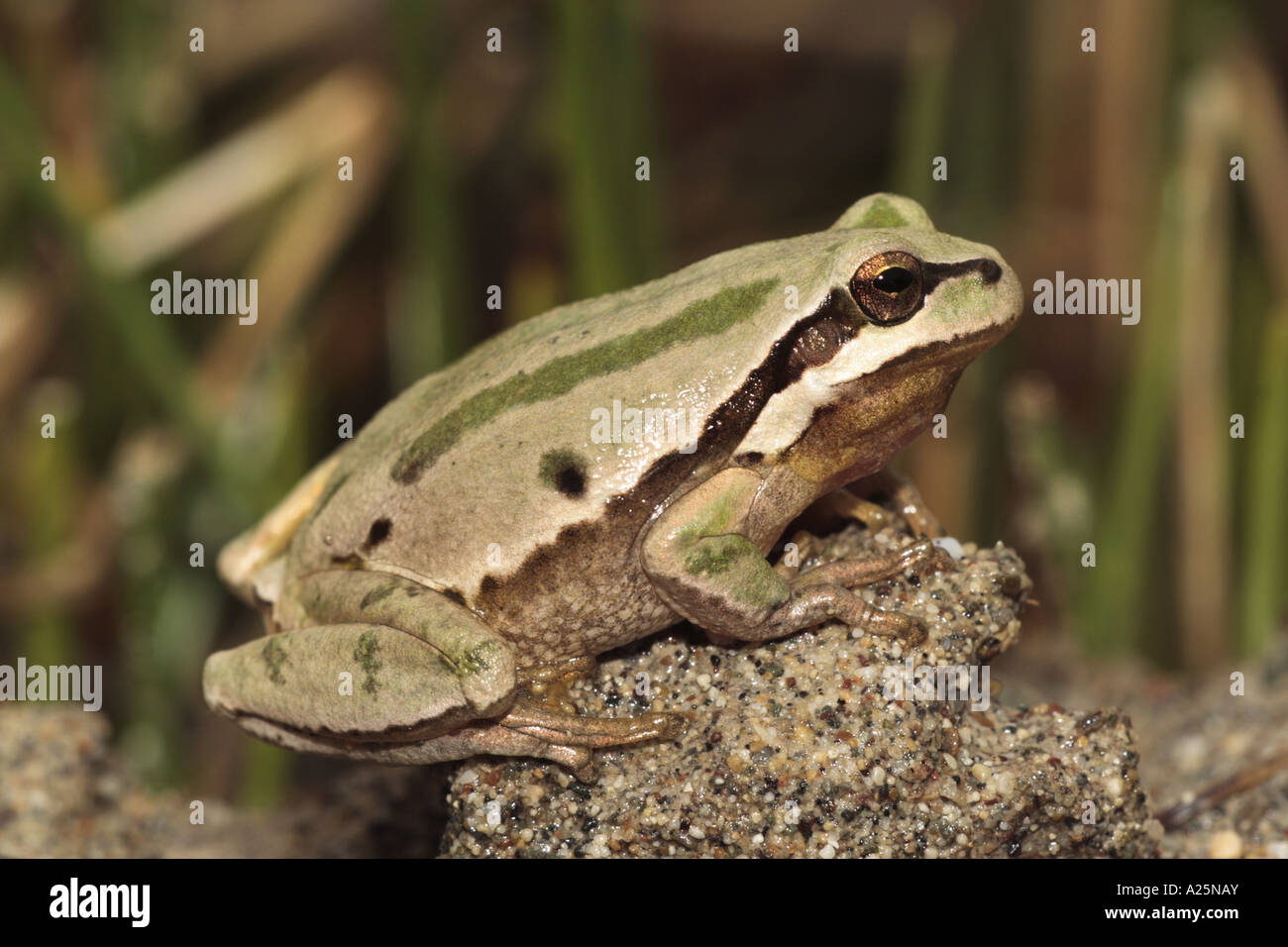 Yellow-lemon Tree Frog, Yellow lemon Tree Frog (Hyla savignyi), variant ...