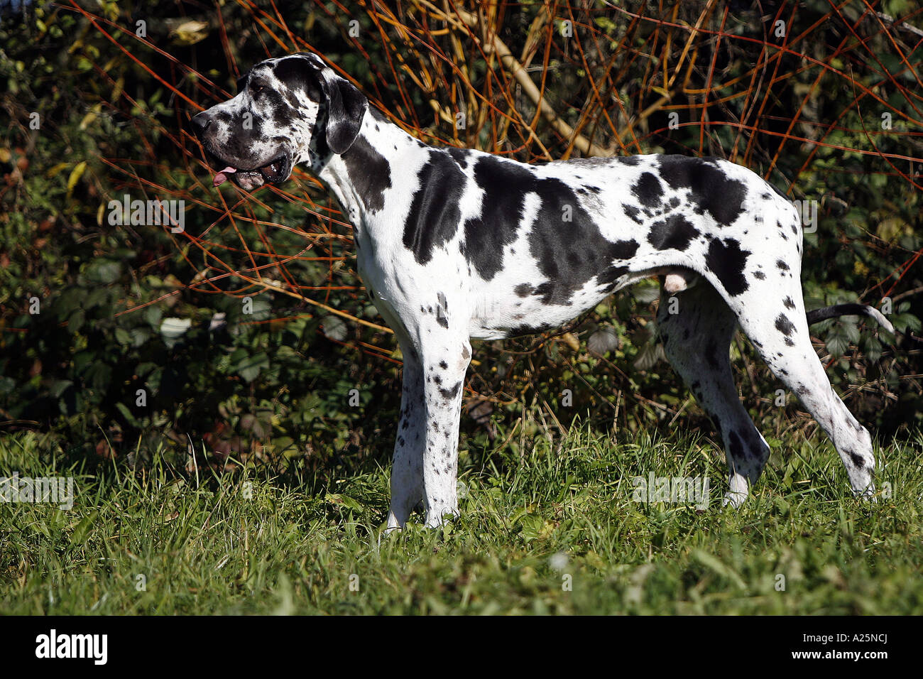 Great dane standing meadow hi-res stock photography and images - Alamy