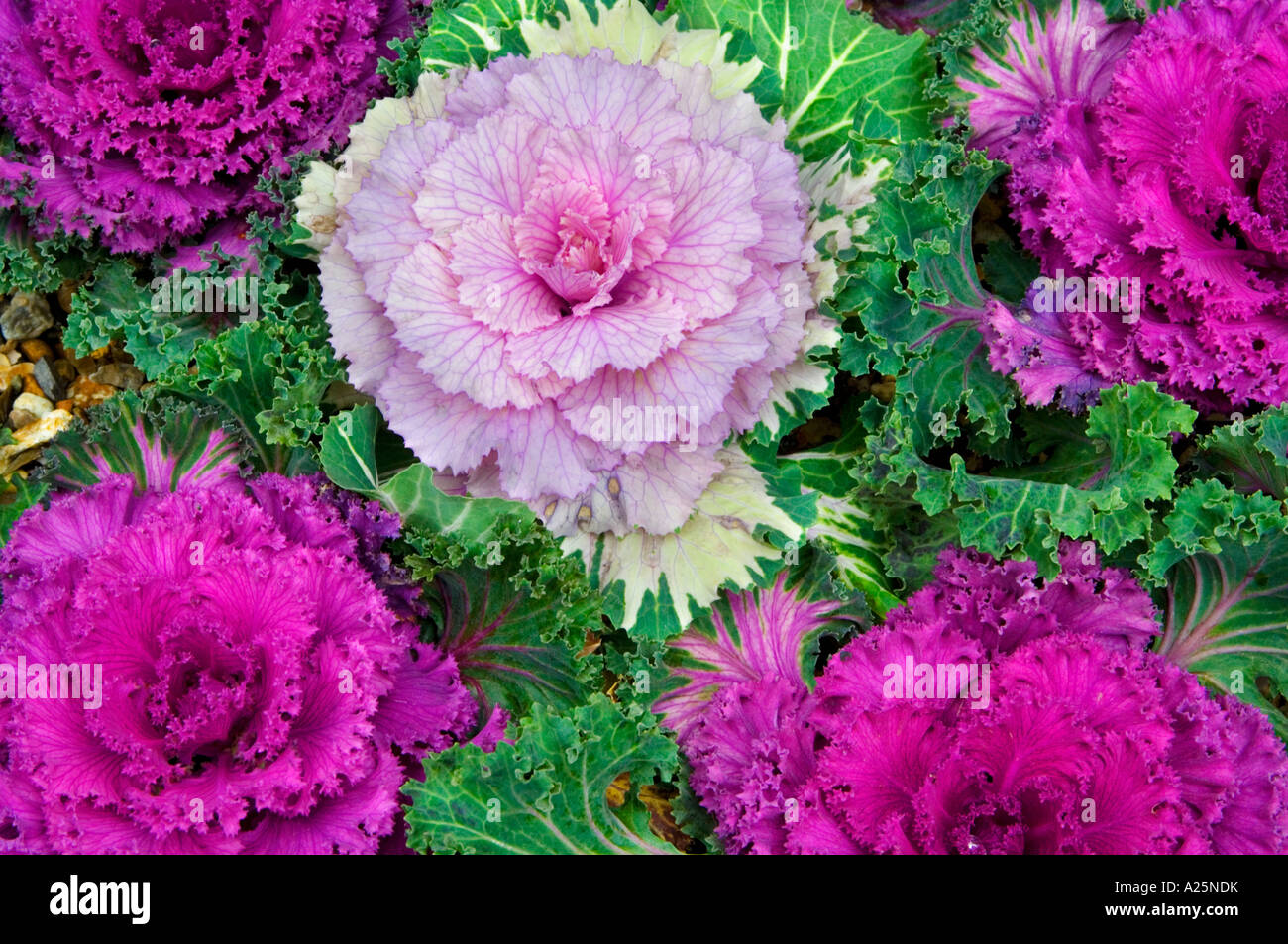 cabbage flower artistic illustration graphic filter special effect ...