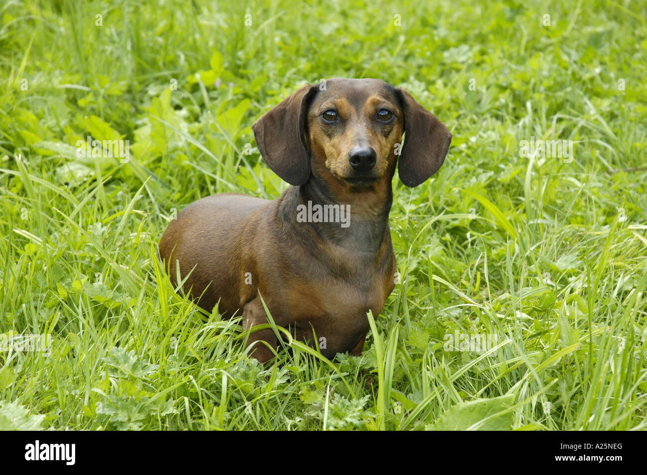 Dachshund, sausage dog, domestic dog (Canis lupus f. familiaris ...
