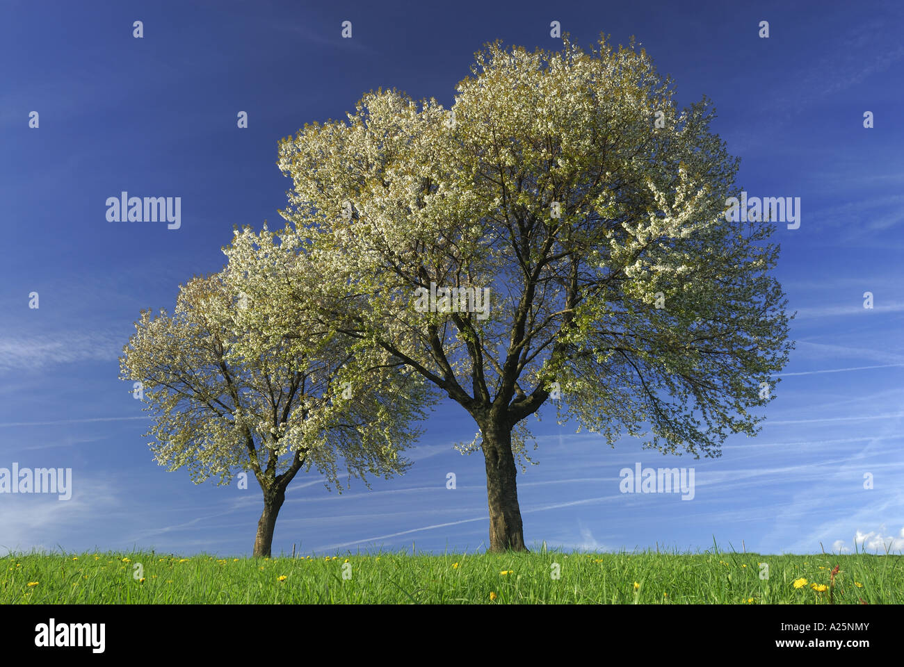 Two trees hi-res stock photography and images - Alamy