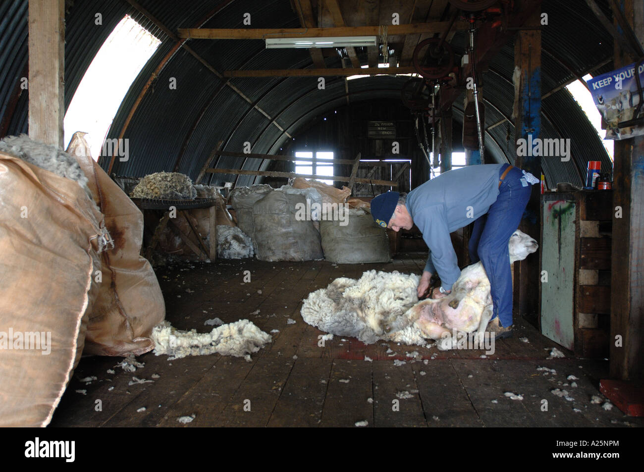 shearing clip shear lamb sheep shed roister wool barn man falkland ...