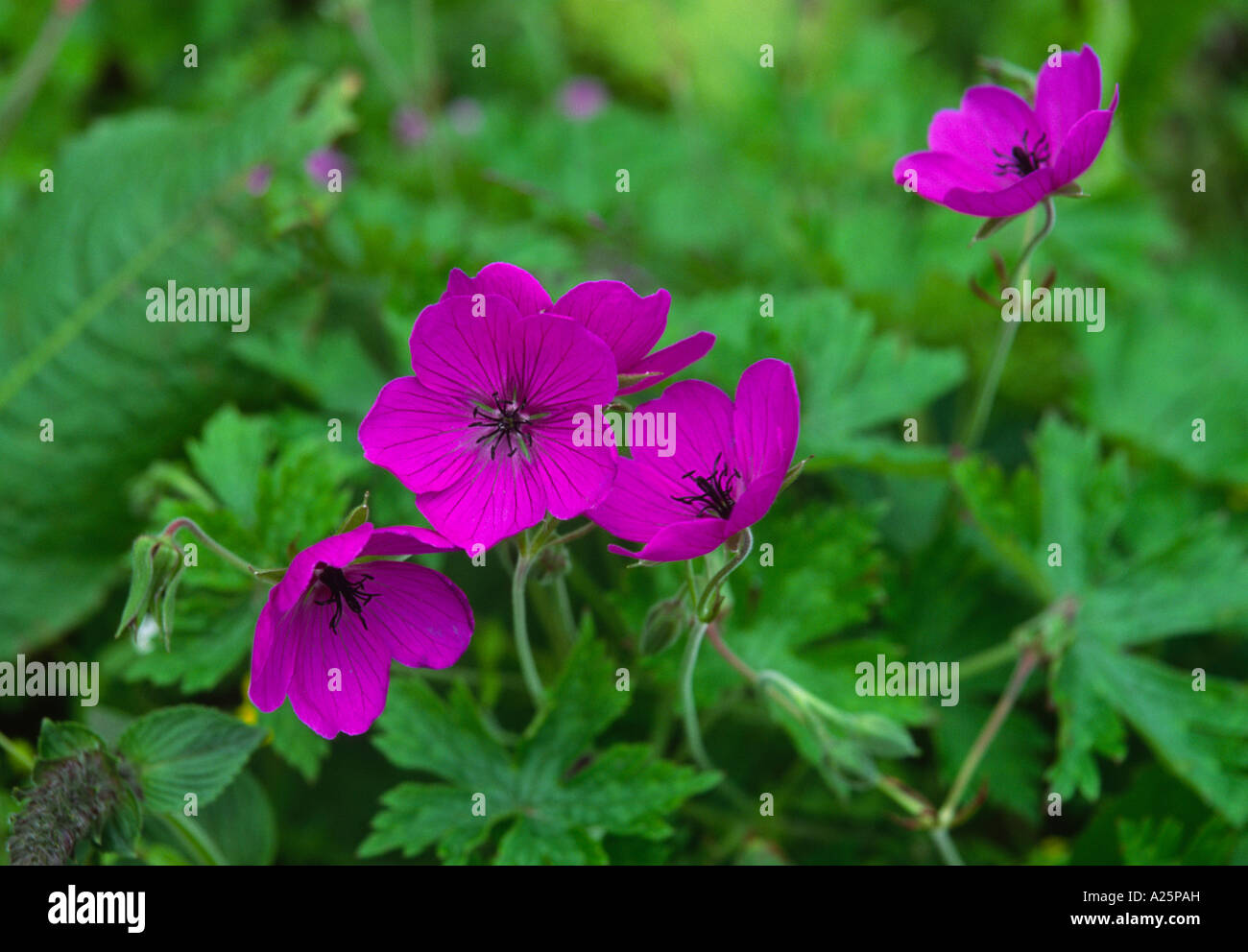 Beautiful HIMALAYAN high altitude WILDFLOWERS grow on MURLI PASS ...