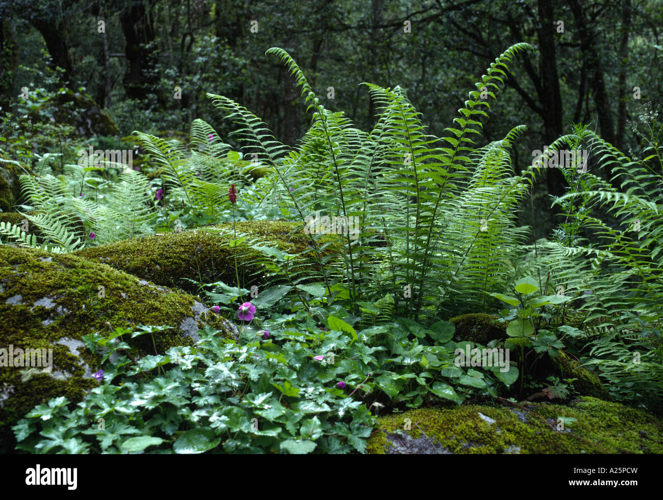 Eastern Himalayas Flora High Resolution Stock Photography and Images ...
