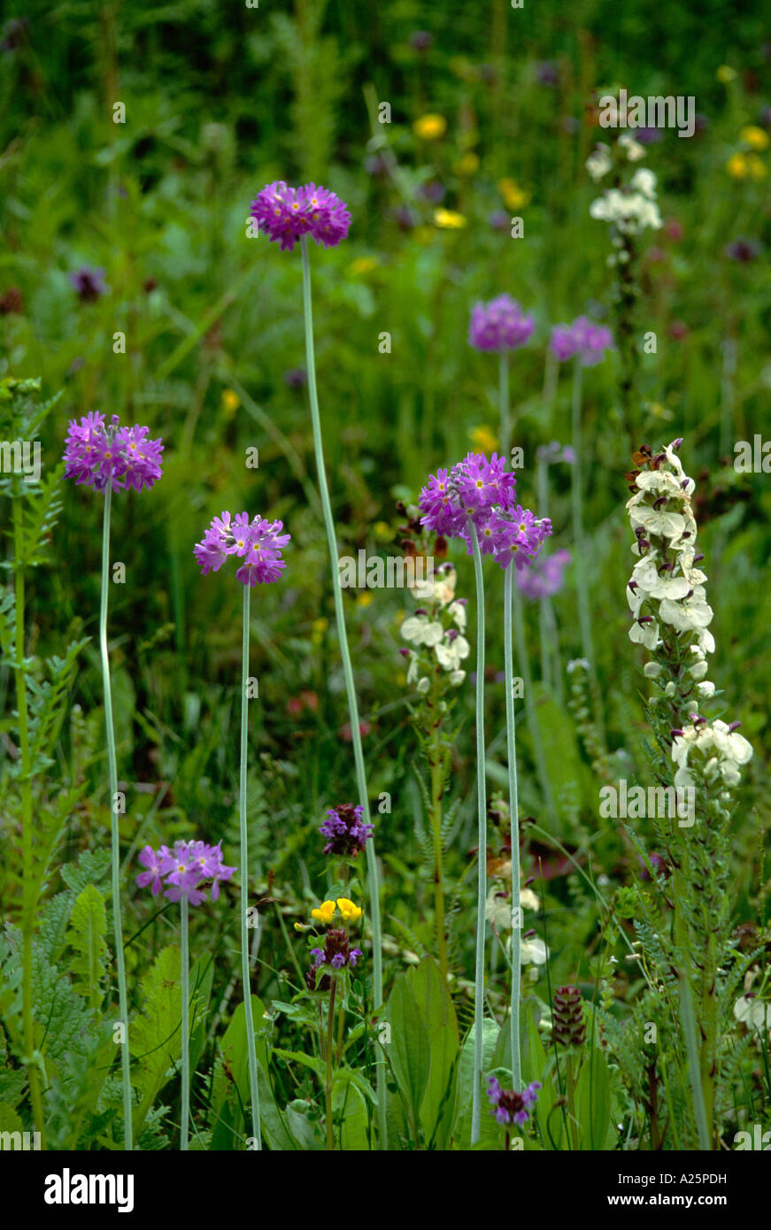 High altitude HIMALAYAN WILDFLOWERS EASTERN NEPAL Stock Photo - Alamy