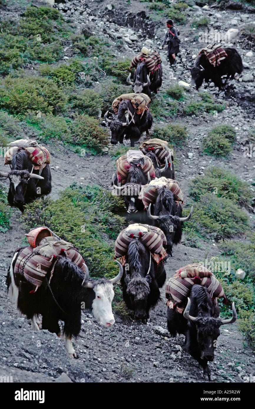 A train of YAKS laden with CARGO descend down a HIMALAYAN hillside from ...