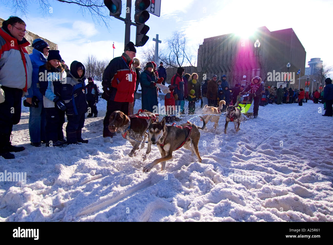 Dog sledding quebec hi-res stock photography and images - Alamy