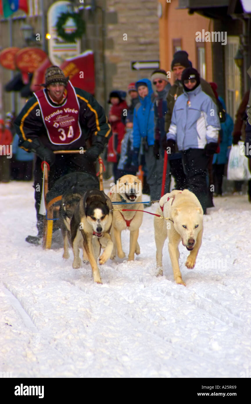 Mammals and dog man competitive outdoor animals hi-res stock ...