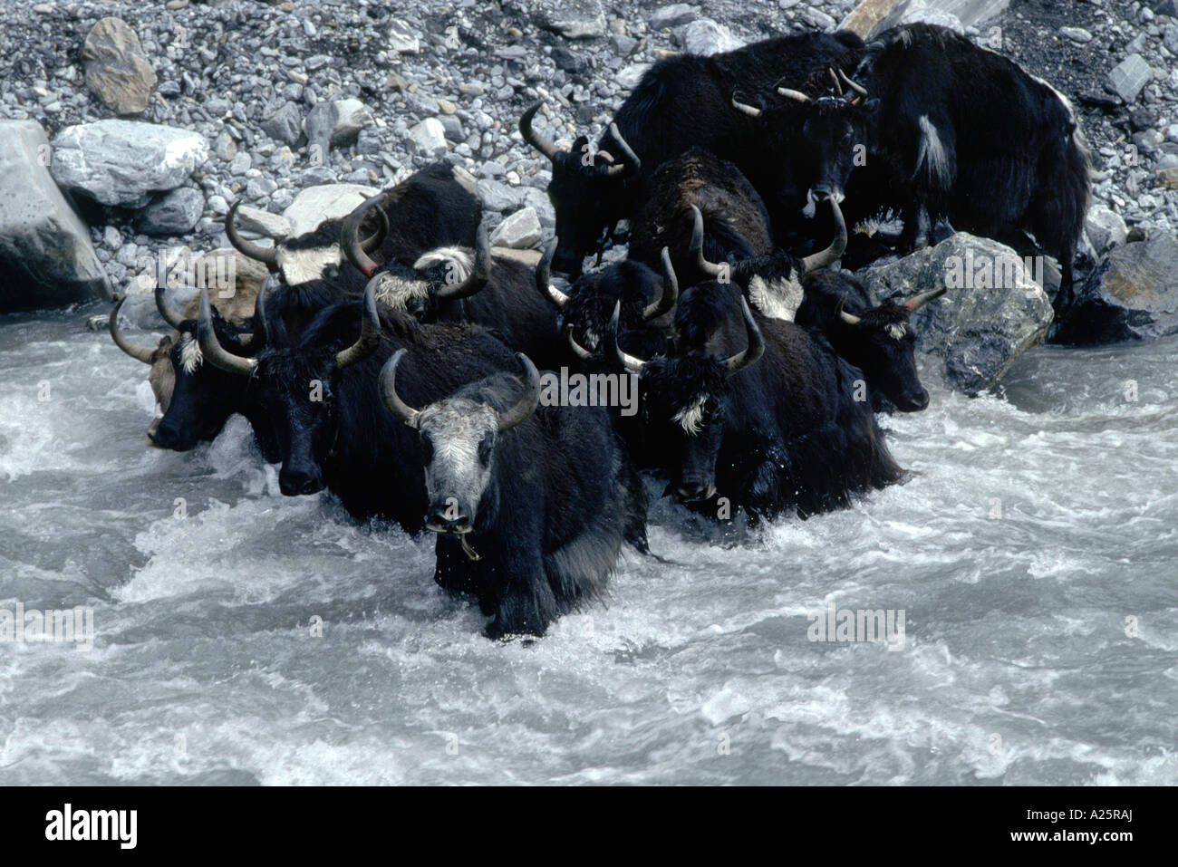 YAKS CROSS the CHALUNG RIVER by wading and swimming DOLPO DISTRICT ...