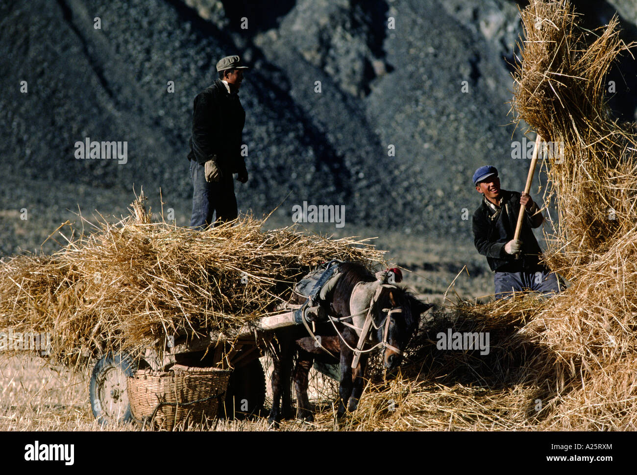 Tibetan farmers harvest barley straw with a horse drawn cart Gyantse ...