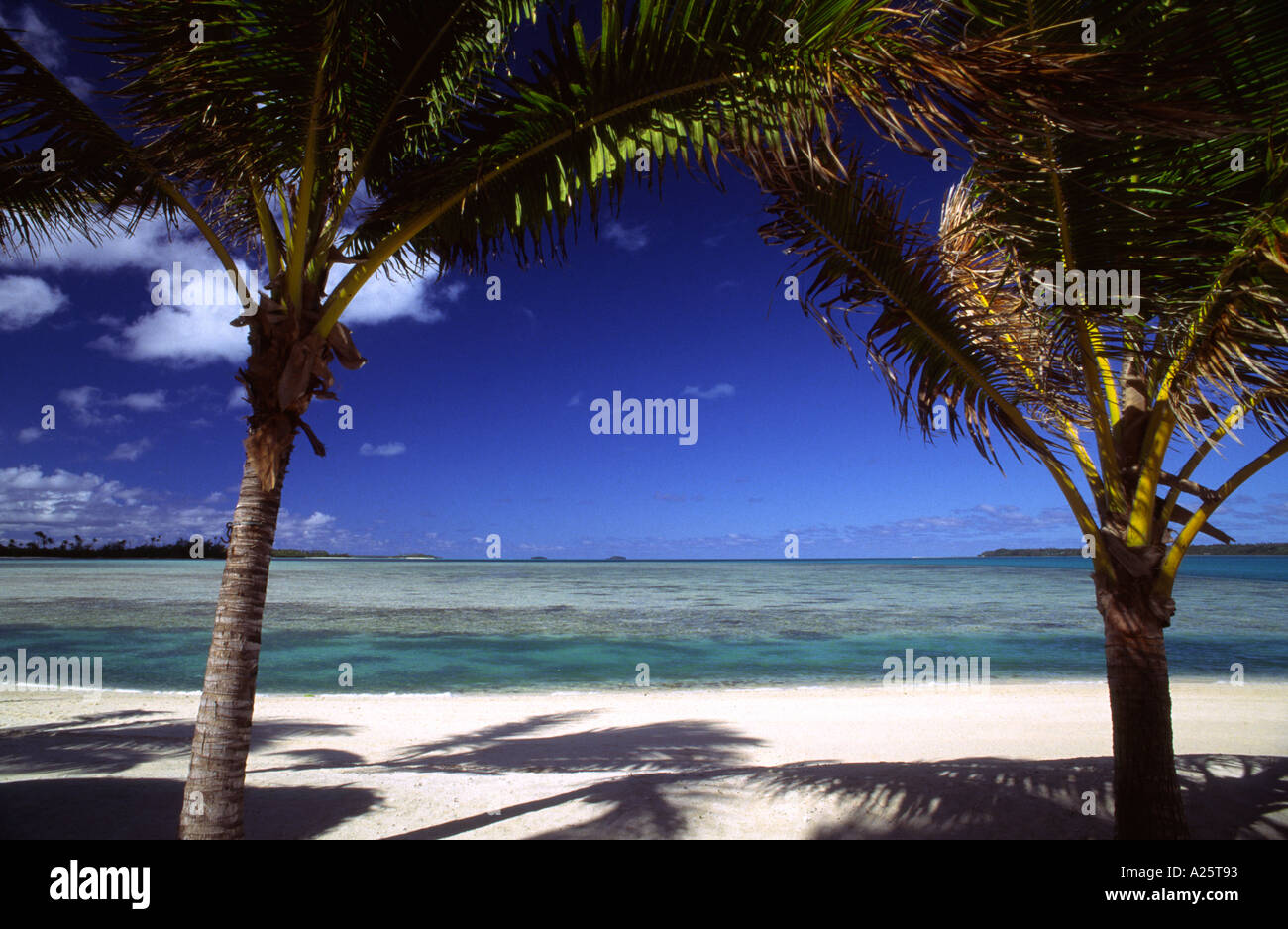 Palm trees on beach Aitutaki Cook Islands Stock Photo - Alamy