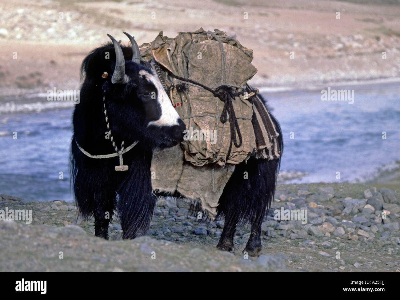 A yak carrying a load Tibet Stock Photo - Alamy