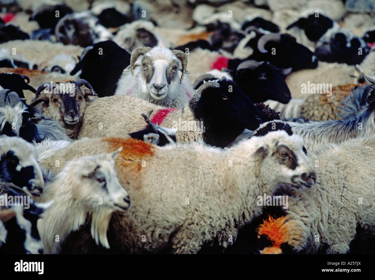 Sheep on the Quinghai route Central Tibet Stock Photo - Alamy