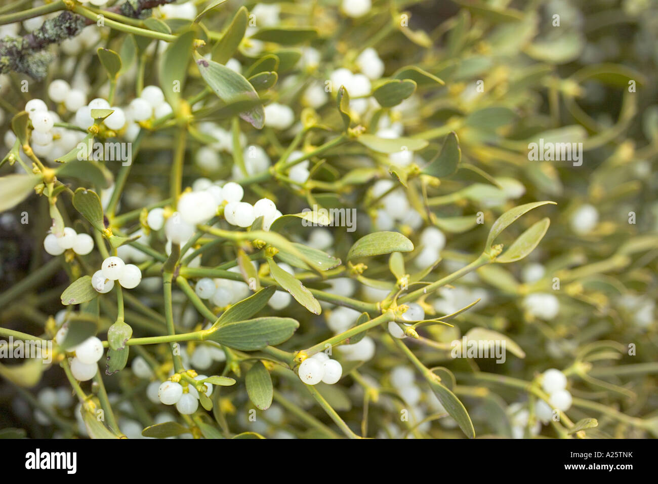 Sprigs of mistletoe hi-res stock photography and images - Alamy