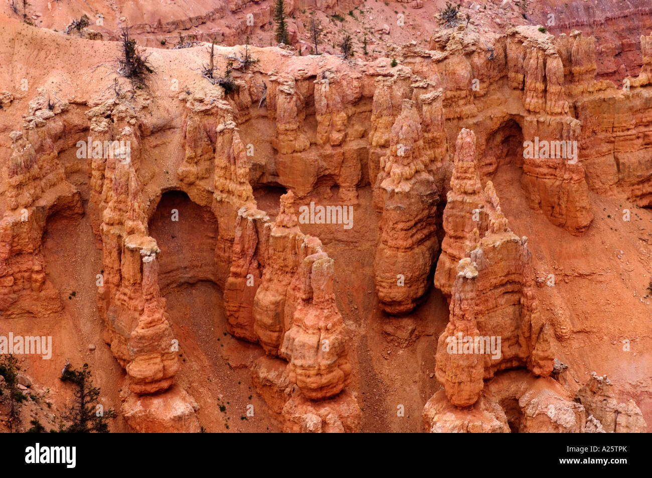CEDAR BREAKS NATIONAL MONUMENT is made up of erodding Pink Cliffs of ...