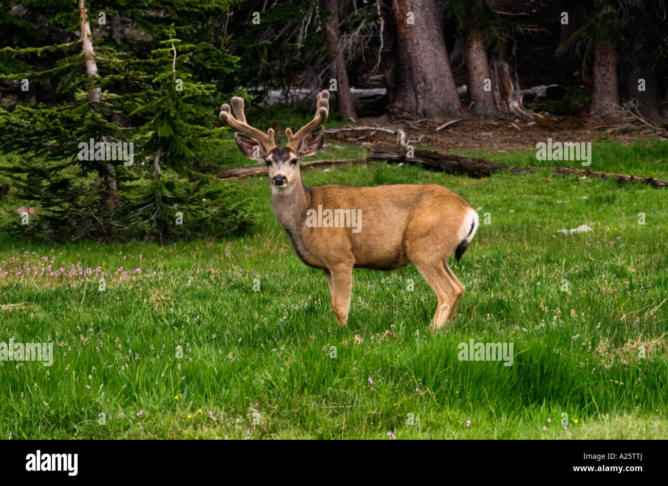 A buck MULE DEER with large rack near Wheeler PEAK in GREAT BASIN ...