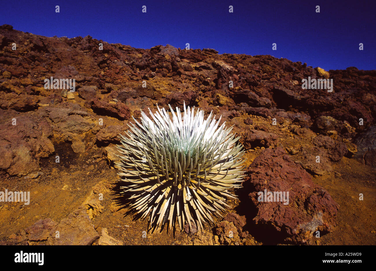 Silversword plant Haleakala Hawaii USA Stock Photo - Alamy