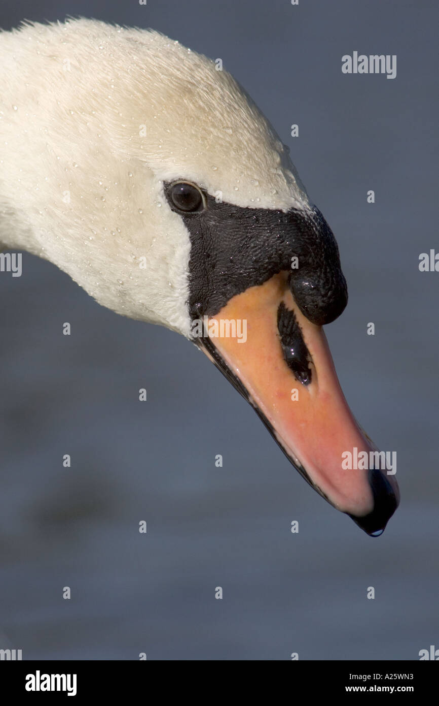 Male mute hi-res stock photography and images - Alamy