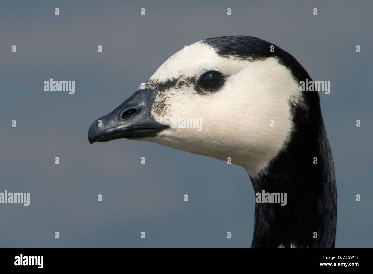 Adult Canada Goose Stock Photo - Alamy