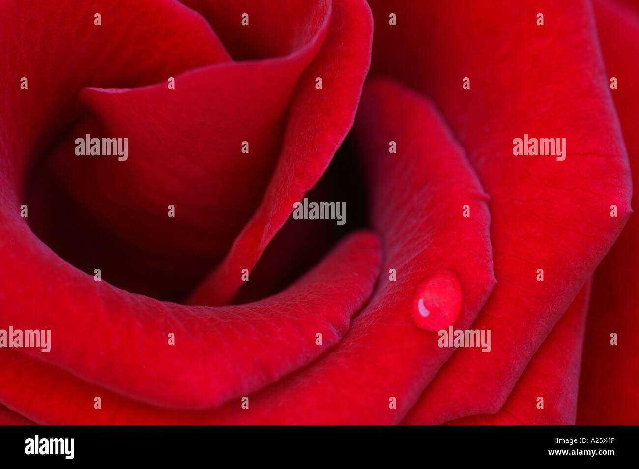 Perfumed Passion Flower High Resolution Stock Photography and Images ...