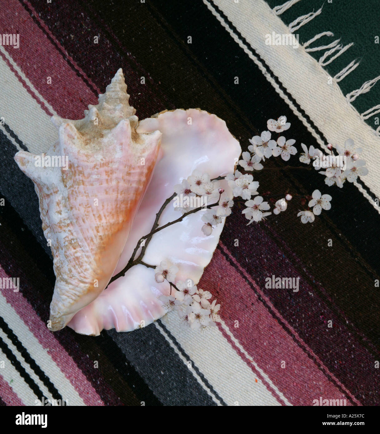 Conch shell and cherry blossom on stripey fabric Stock Photo - Alamy