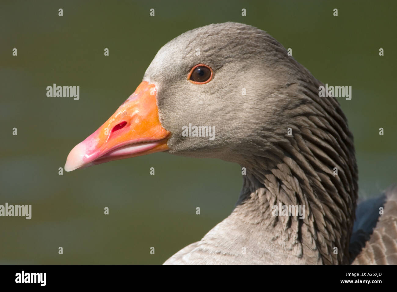 Goose face hi-res stock photography and images - Alamy