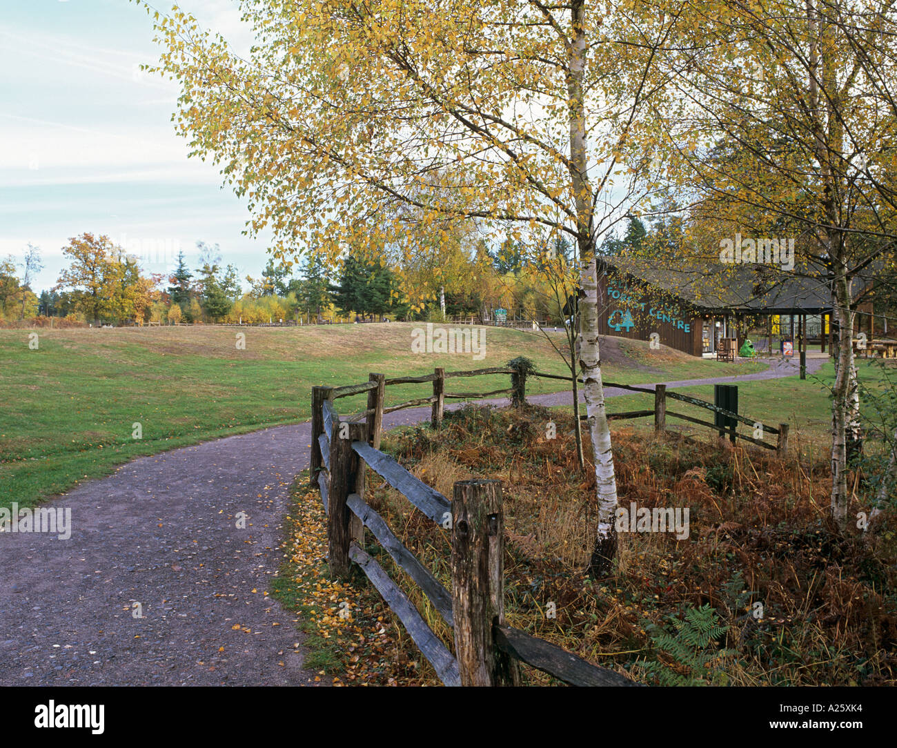 Alice holt forest hi-res stock photography and images - Alamy