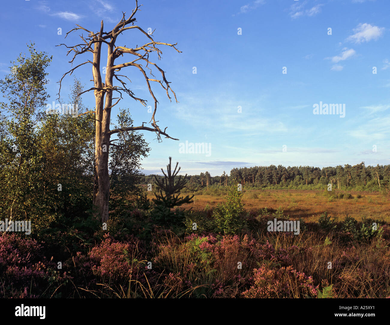 THURSLEY COMMON NATURE RESERVE lowland heath with heather Calluna ...