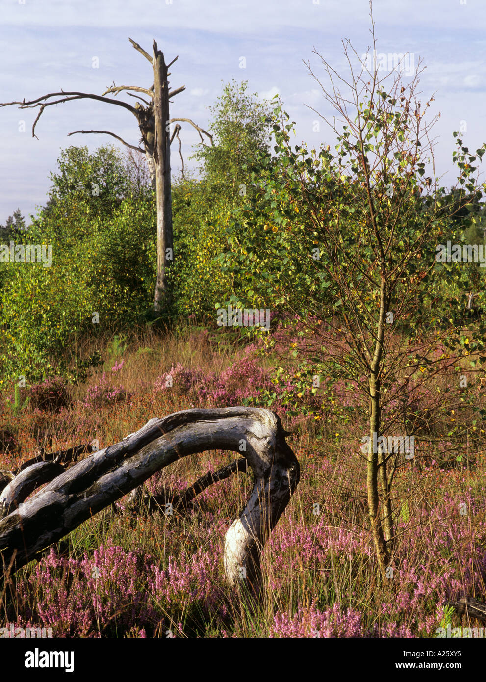 Thursley common summer hi-res stock photography and images - Alamy