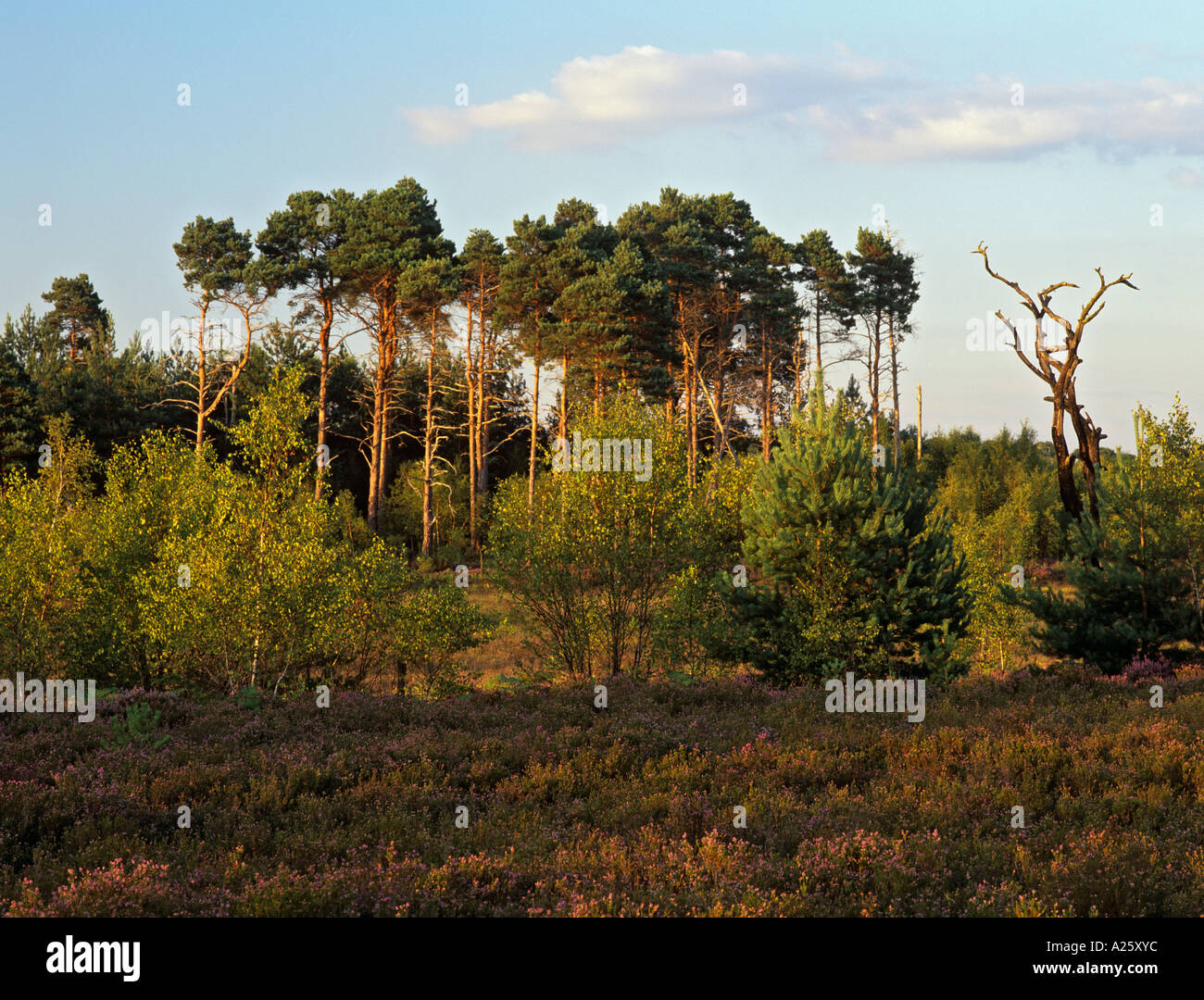 Thursley common national nature reserve hi-res stock photography and ...
