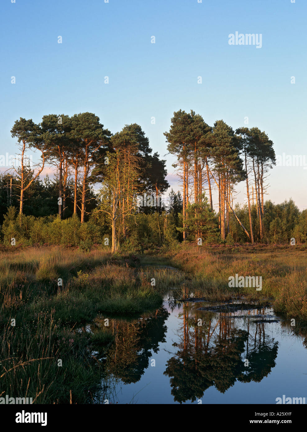 SCOTS PINE STAND reflected in water on Thursley Common National Nature ...
