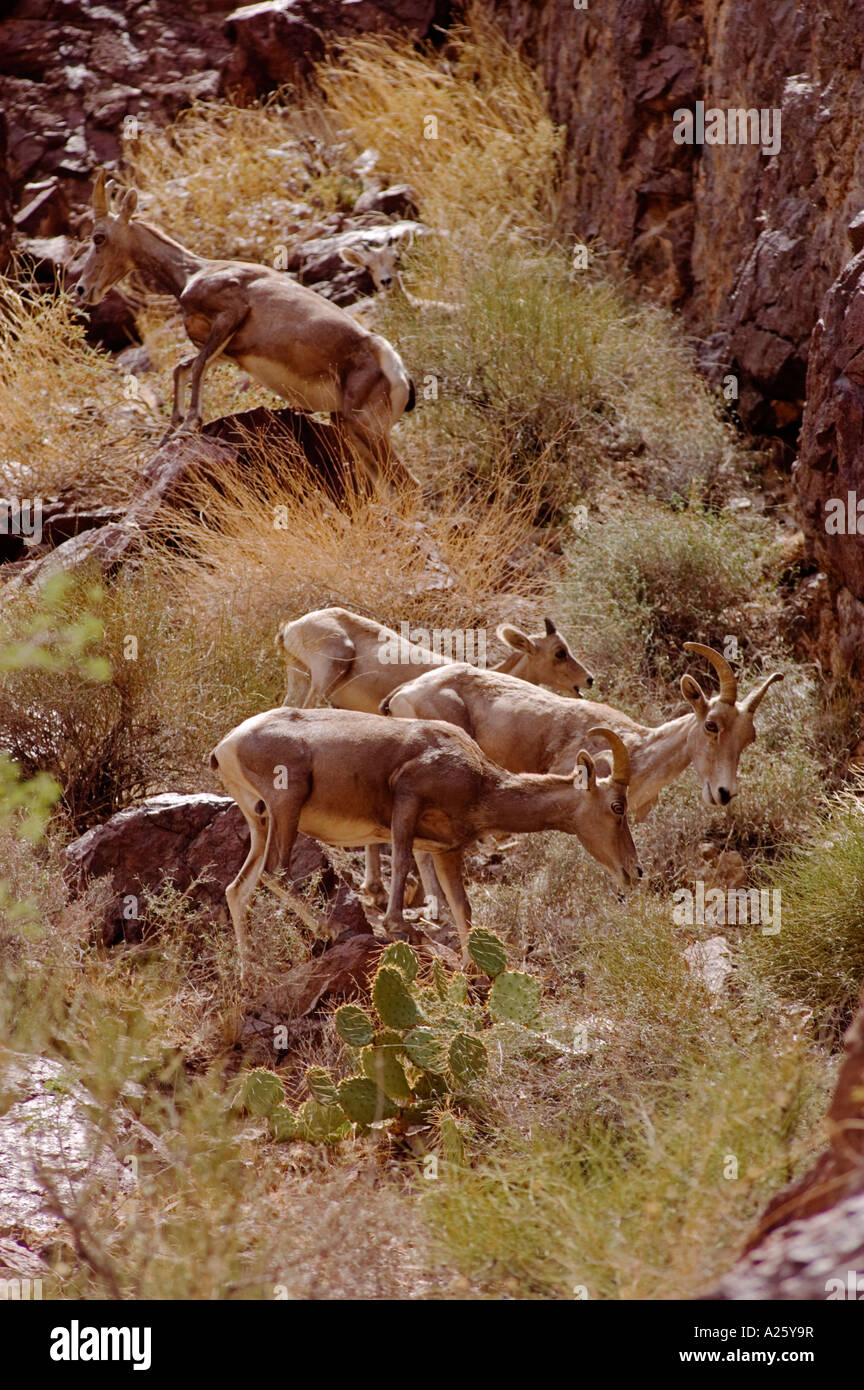 A herd of desert BIG HORN SHEEP Ovis canadensis with mothers and babies ...