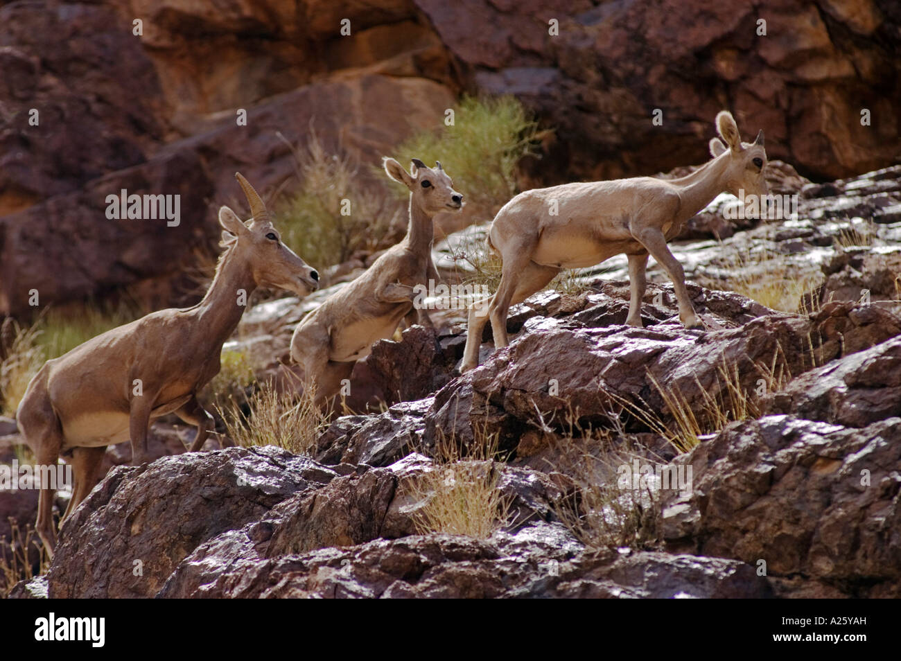 A herd of desert BIG HORN SHEEP Ovis canadensis with mothers and babies ...