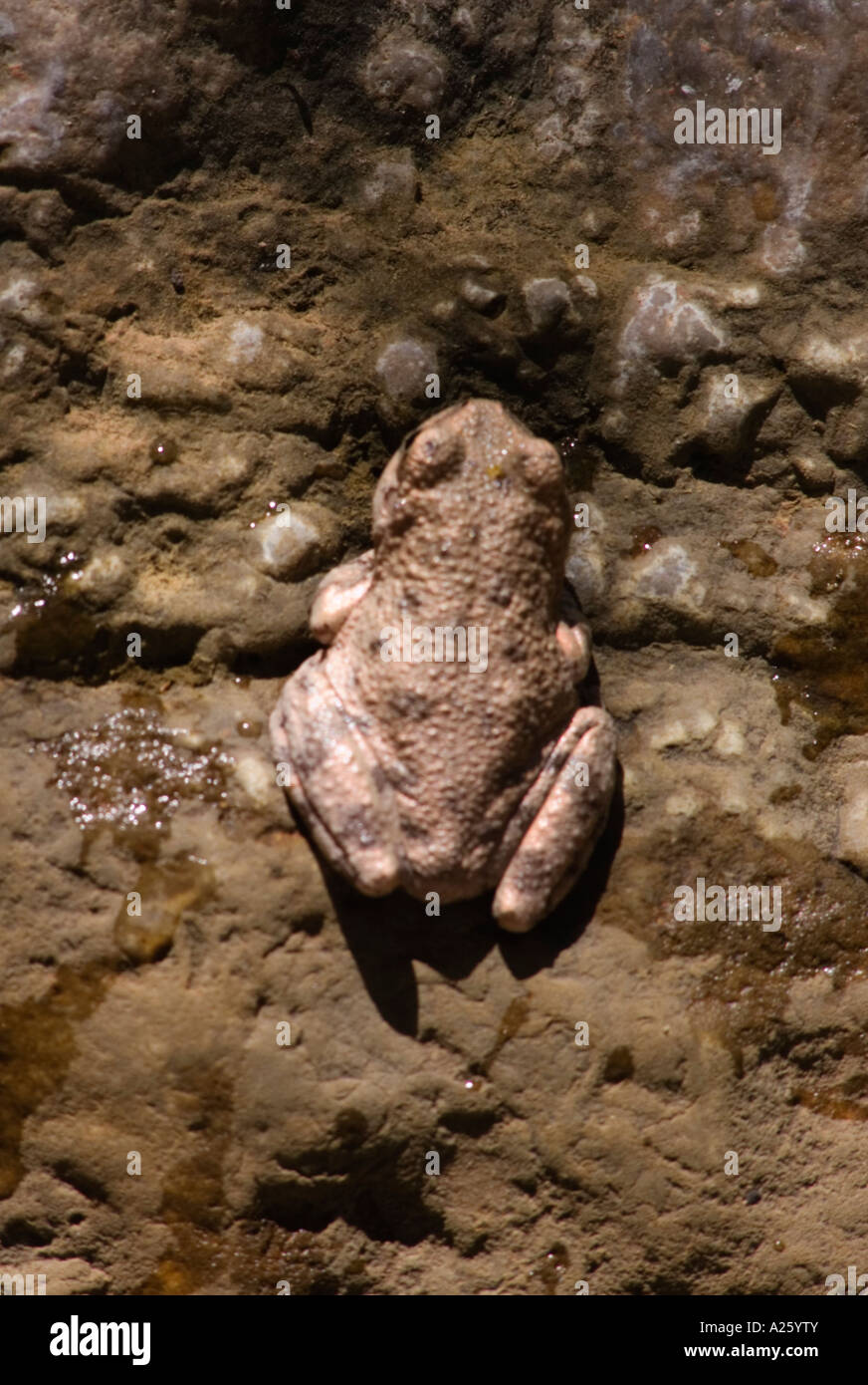 Canyon tree frogs hi-res stock photography and images - Alamy