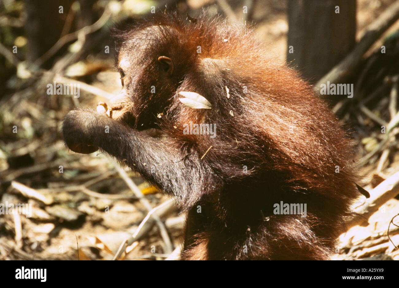 Messy Scruffy Hair Stock Photos & Messy Scruffy Hair Stock Images - Alamy