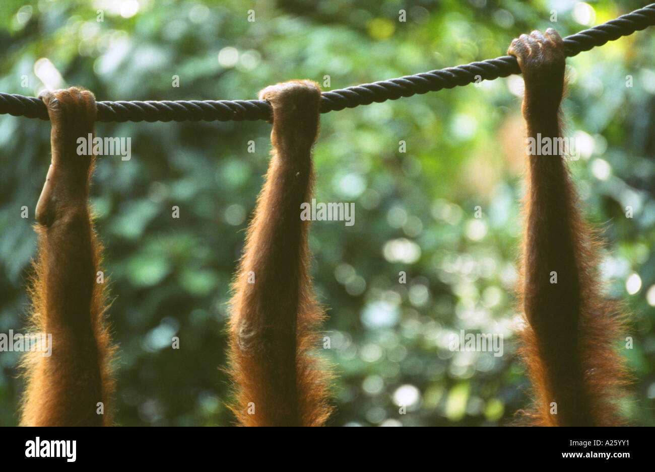 Orangutan feet hi-res stock photography and images - Alamy