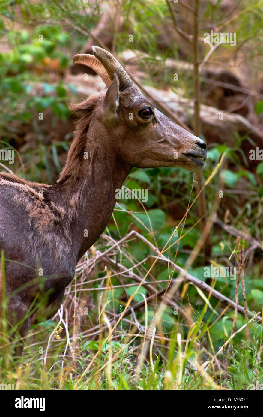 A female BIG HORN SHEEP Ovis canadensis at VASEY S PARADISE located near mile 32 GRAND CANYON ...