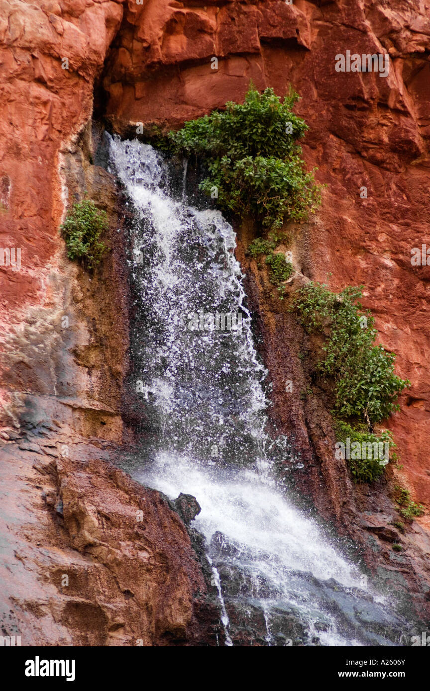 Vasey's Paradise High Resolution Stock Photography and Images - Alamy