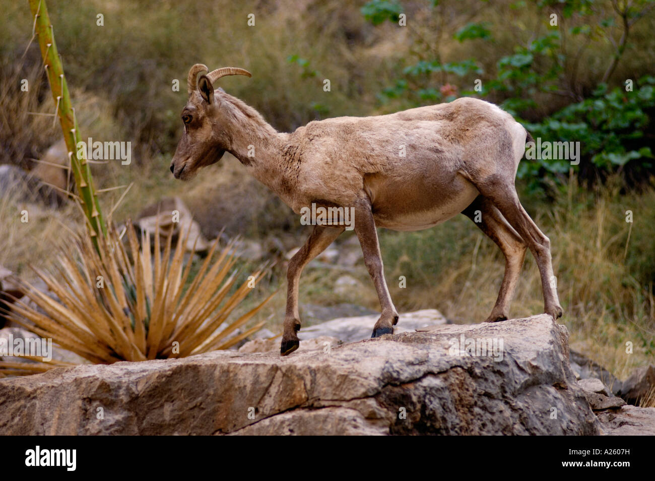 A female BIG HORN SHEEP Ovis canadensis at VASEY S PARADISE located near mile 32 GRAND CANYON ...