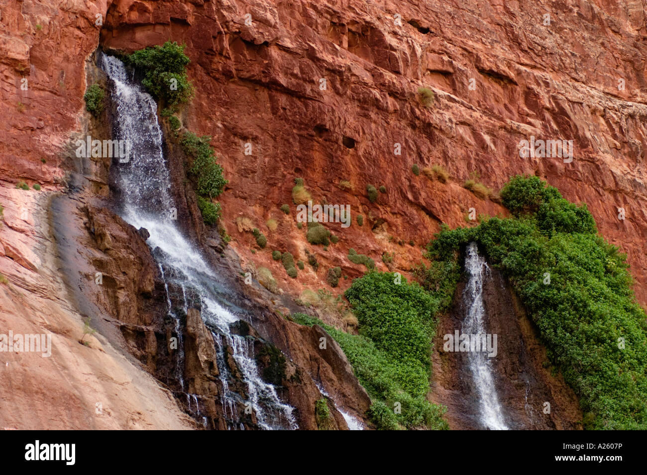 VASEYS PARADISE is a SPRING shooting out of a SUPAI SANDSTONE WALL at mile 32 along the Colorado ...