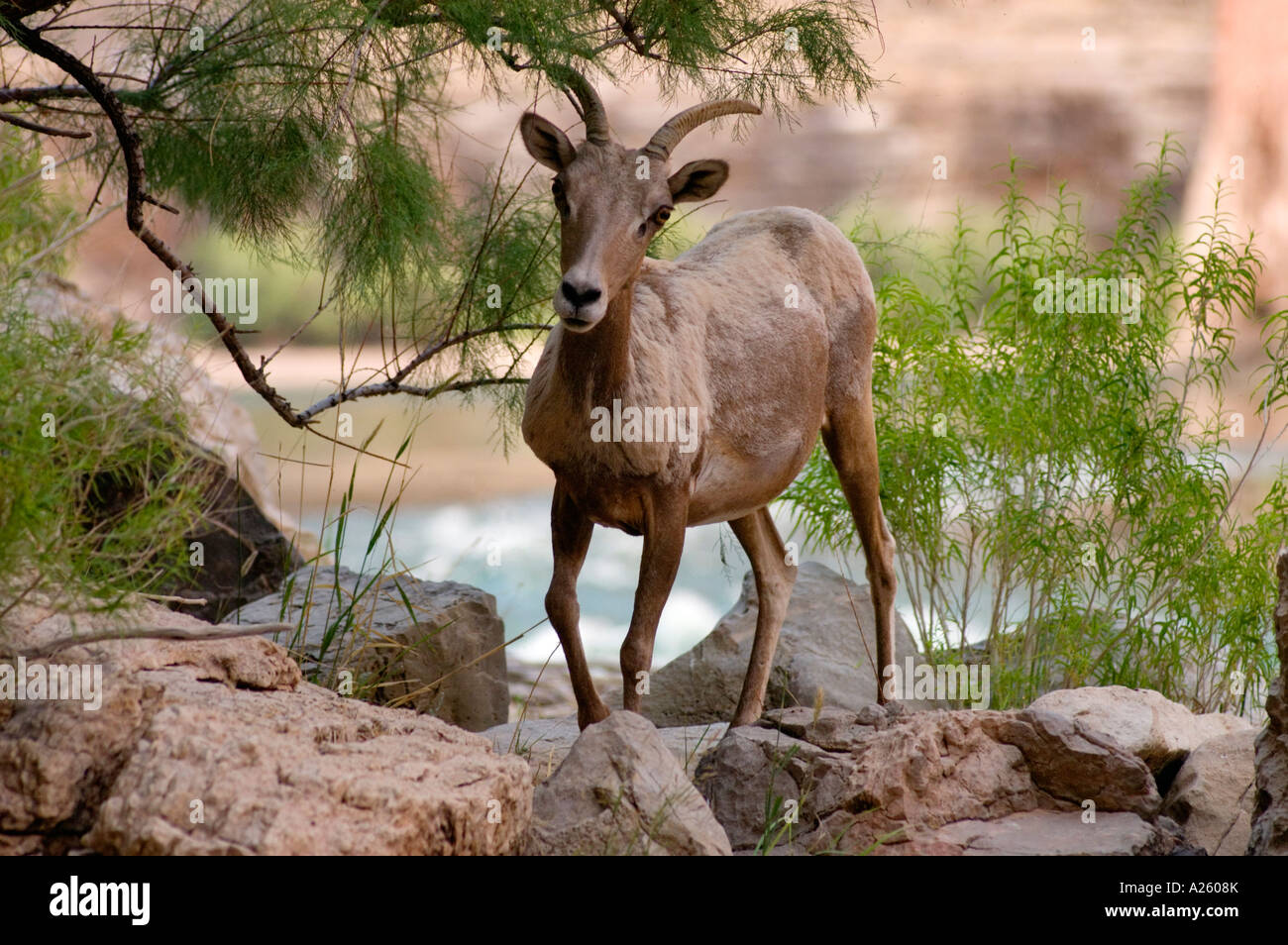 A female BIG HORN SHEEP Ovis canadensis at VASEY S PARADISE located near mile 32 GRAND CANYON ...